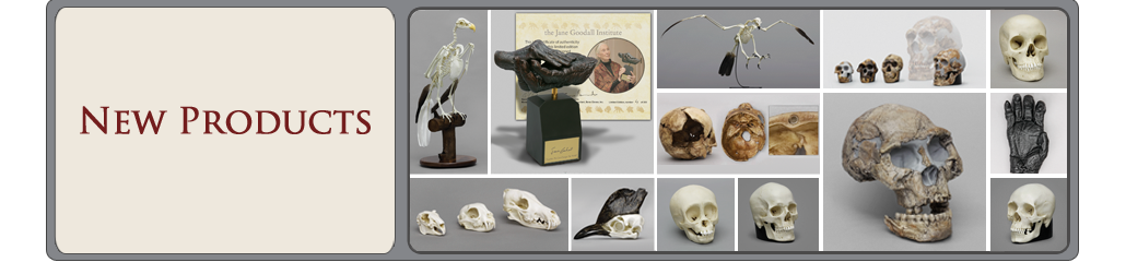 Bone Clones, Inc. - Osteological Reproductions