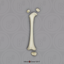 Real Human Femur