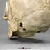 Human Female Skull with Multiple Gunshot Wounds - Bone Clones, Inc ...
