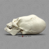 Human Peruvian Female Skull with Cranial Binding - Bone Clones, Inc ...