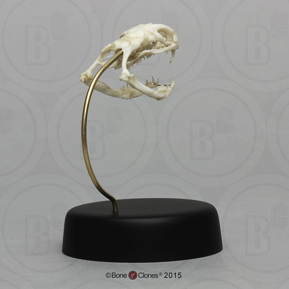 Black Mamba Skull - Bone Clones, Inc. - Osteological Reproductions