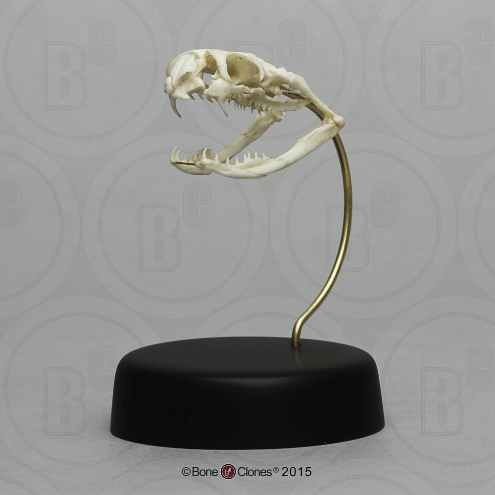 Black Mamba Skull - Bone Clones, Inc. - Osteological Reproductions