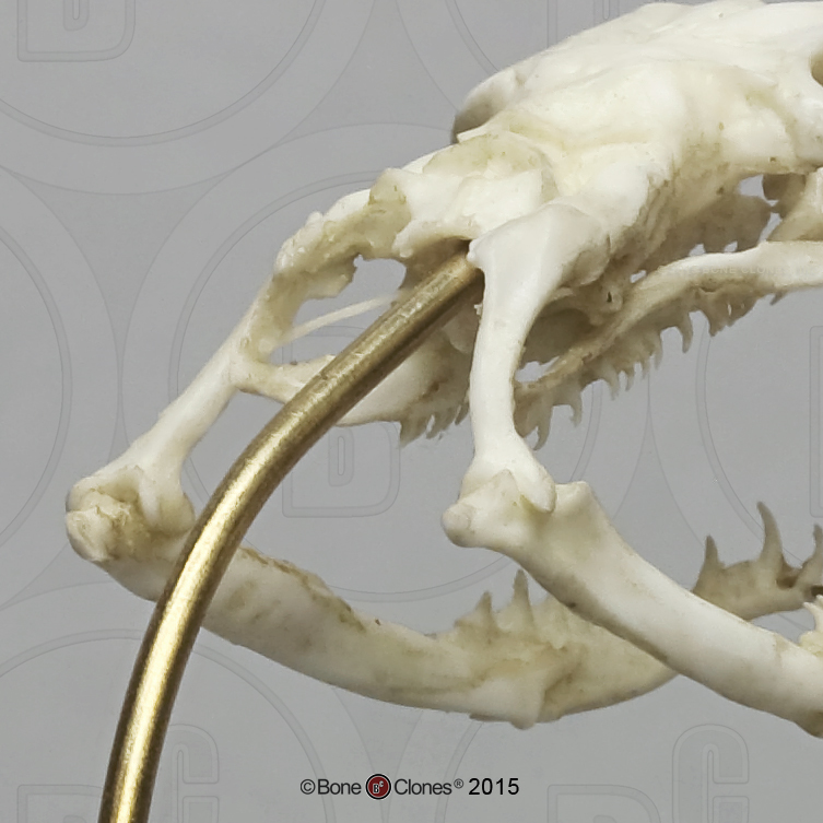 Black Mamba Skull - Bone Clones, Inc. - Osteological Reproductions