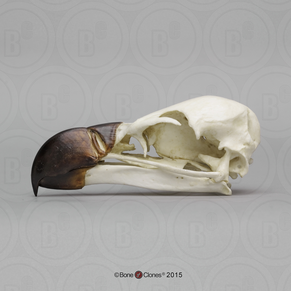 Griffon Vulture Skull - Bone Clones, Inc. - Osteological Reproductions