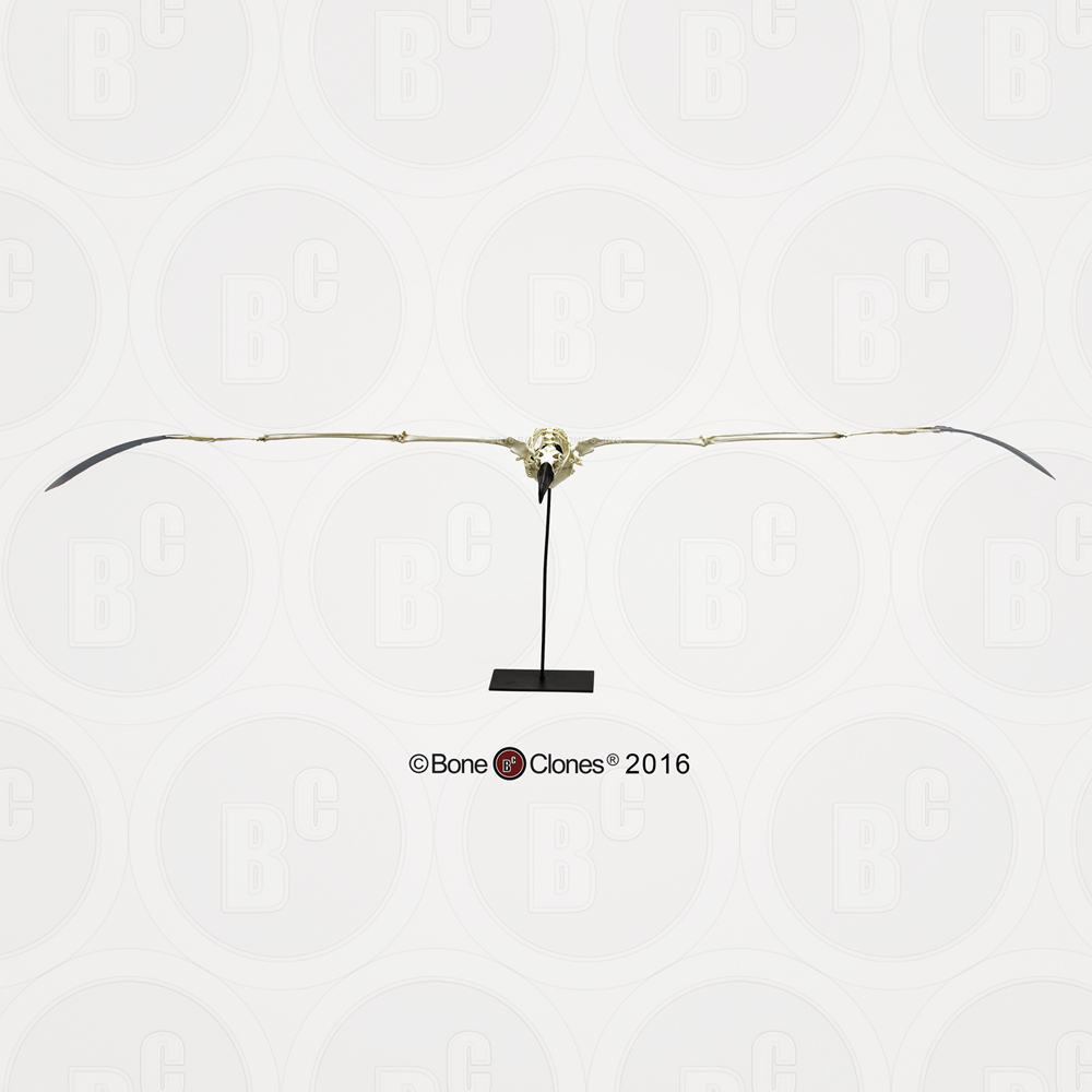 Black-footed Albatross Skeleton, Articulated - Bone Clones, Inc ...