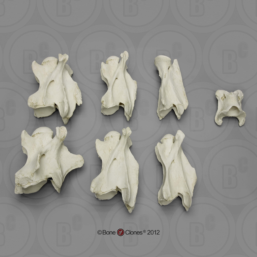 Giraffe Neck Vertebrae 7 Bone Clones Inc Osteological Reproductions Giraffe Neck Vertebrae 7 Bone Clones Inc Osteological Reproductions