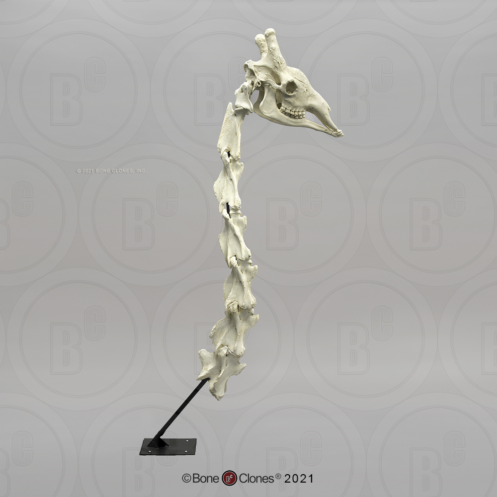 Giraffe Skull And Neck Vertebrae With Stand Bone Clones Inc Giraffe Skull And Neck Vertebrae With Stand Bone Clones Inc