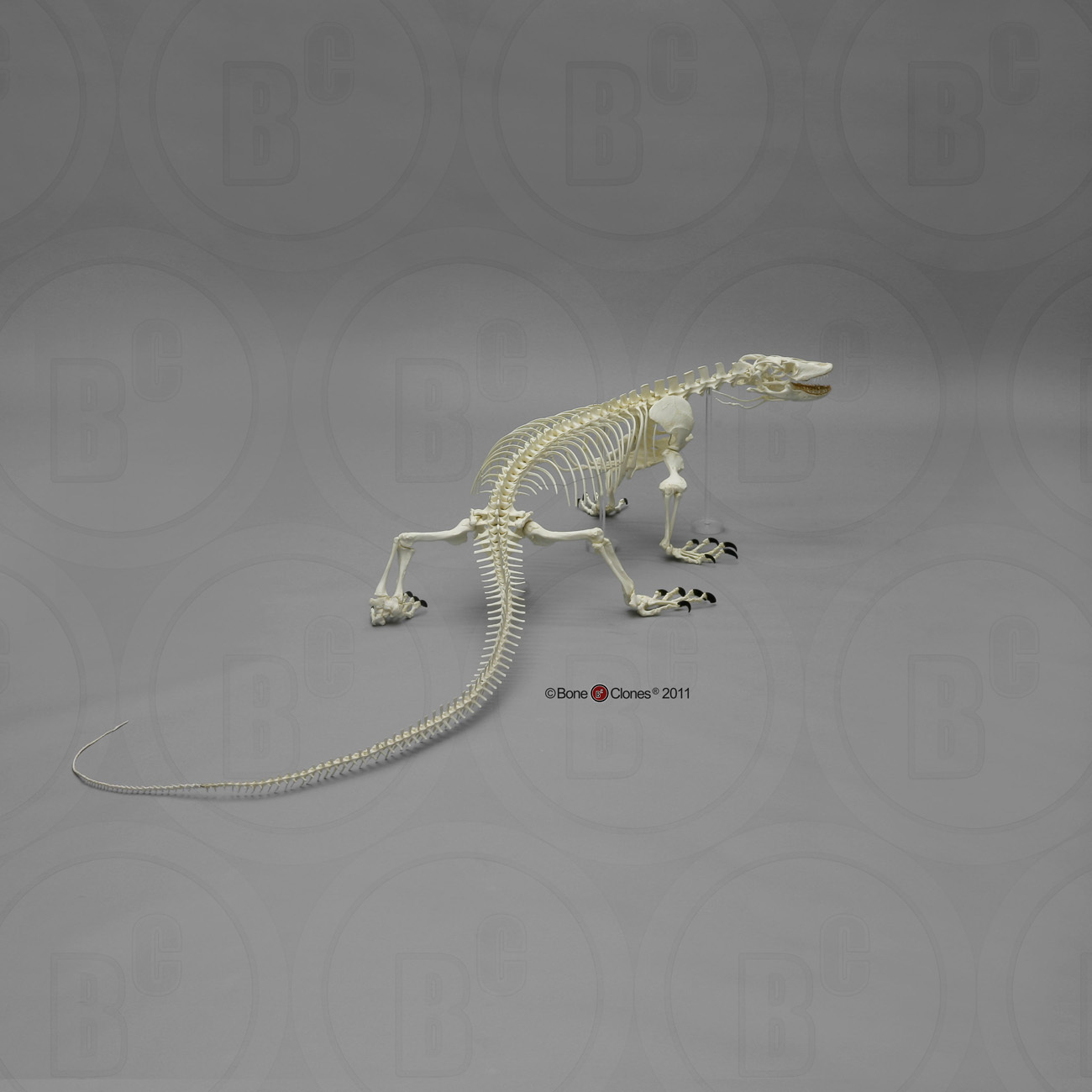 Articulated Komodo Dragon Skeleton - Bone Clones, Inc. - Osteological ...