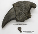Giant Ground Sloth Claw - Bone Clones, Inc. - Osteological Reproductions
