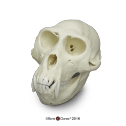 Natural History Gift Ideas - Bone Clones, Inc. - Osteological Reproductions