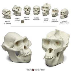 Natural History Gift Ideas - Bone Clones, Inc. - Osteological Reproductions
