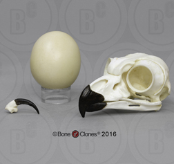 Bone Clones, Inc. - Osteological Reproductions