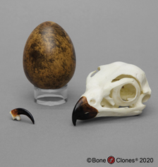 Bone Clones, Inc. - Osteological Reproductions