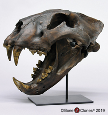 Bone Clones, Inc. - Osteological Reproductions