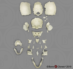 Bone Clones, Inc. - Osteological Reproductions