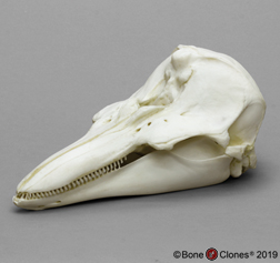 Bone Clones, Inc. - Osteological Reproductions