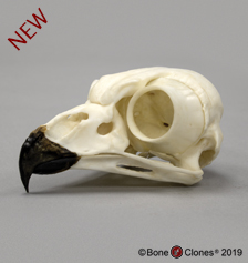 Bone Clones, Inc. - Osteological Reproductions