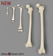 Bone Clones, Inc. - Osteological Reproductions