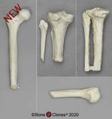 Bone Clones, Inc. - Osteological Reproductions