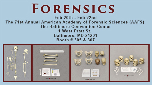 Bone Clones, Inc. - Osteological Reproductions