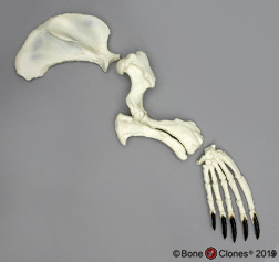 Bone Clones, Inc. - Osteological Reproductions