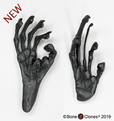 Bone Clones, Inc. - Osteological Reproductions