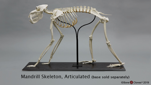 Bone Clones, Inc. - Osteological Reproductions