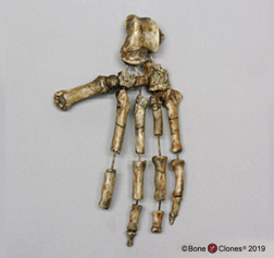 Bone Clones, Inc. - Osteological Reproductions