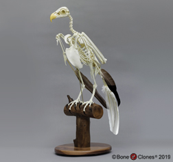Bone Clones, Inc. - Osteological Reproductions