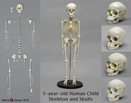 Bone Clones, Inc. - Osteological Reproductions