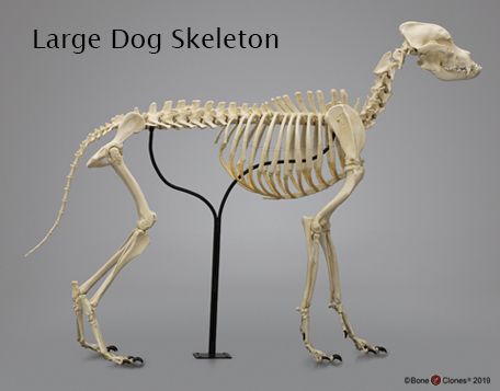 Bone Clones, Inc. - Osteological Reproductions