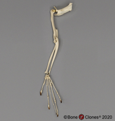 Bone Clones, Inc. - Osteological Reproductions