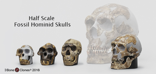 Bone Clones, Inc. - Osteological Reproductions